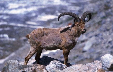 ჯიხვსა და არჩვზე ნადირობა ზაფხულის გარკვეულ მონაკვეთში დასაშვები იქნება