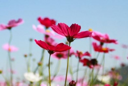 ყატარის ავიახაზები გთავაზობთ სააღდგომო ფასდაკლებას