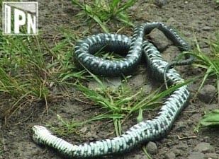 მთავარი ტოქსიკოლოგი მოსახლეობას გველისგან დაგესვლის შემთხვევაში ...