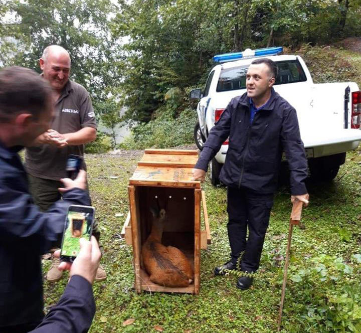 მაჭახელას ეროვნულ პარკში შველი გაუშვეს