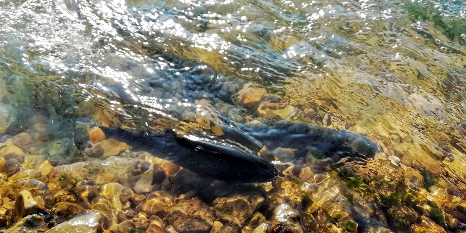 ველური ბუნების სააგენტოს სპეციალისტებმა 600 ცალი ნაკადულის კალმახი ...