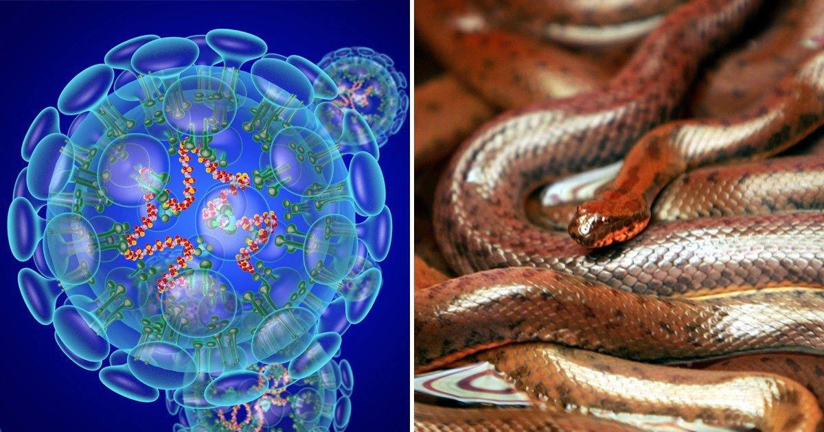 მეცნიერების ვარაუდით, ახალი კორონავირუსის წყარო შესაძლოა, გველები იყვნენ