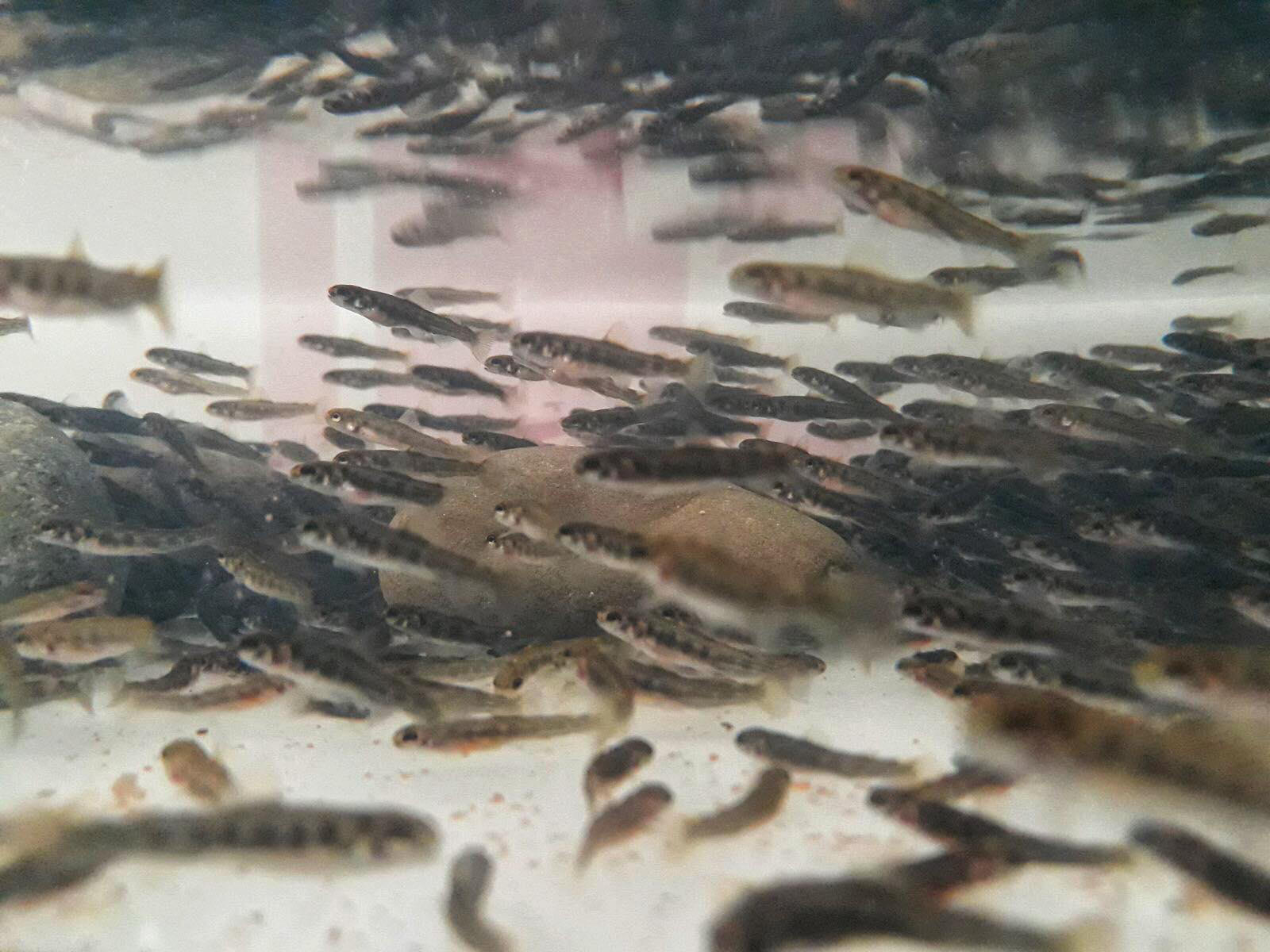 ველური ბუნების სააგენტოს ნაკადულის კალმახის ლარვები ლიფსიტის სტადიაზე ...