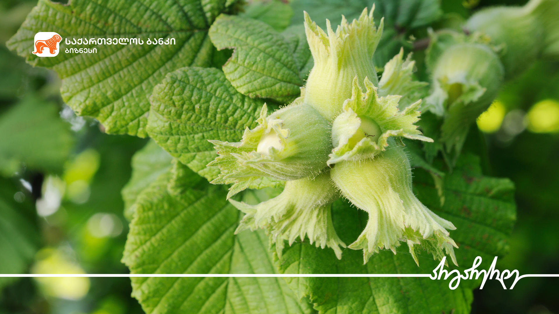 „საქართველოს ბანკის“ მხარდაჭერით, ლაგოდეხში 43 ჰა-ზე თხილის ბაღები გაშენდა