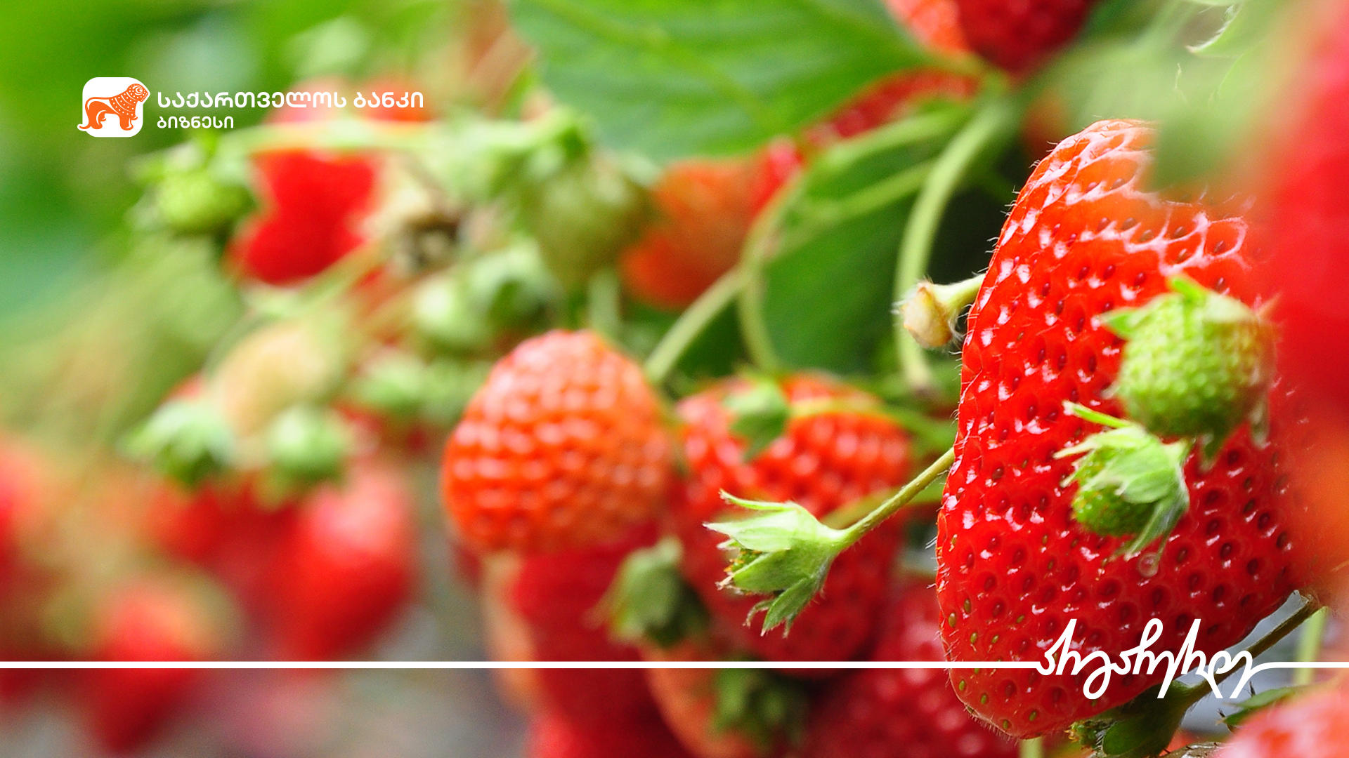 „საქართველოს ბანკთან“ პარტნიორობით სენაკში აგრომეურნეობა ფართოვდება