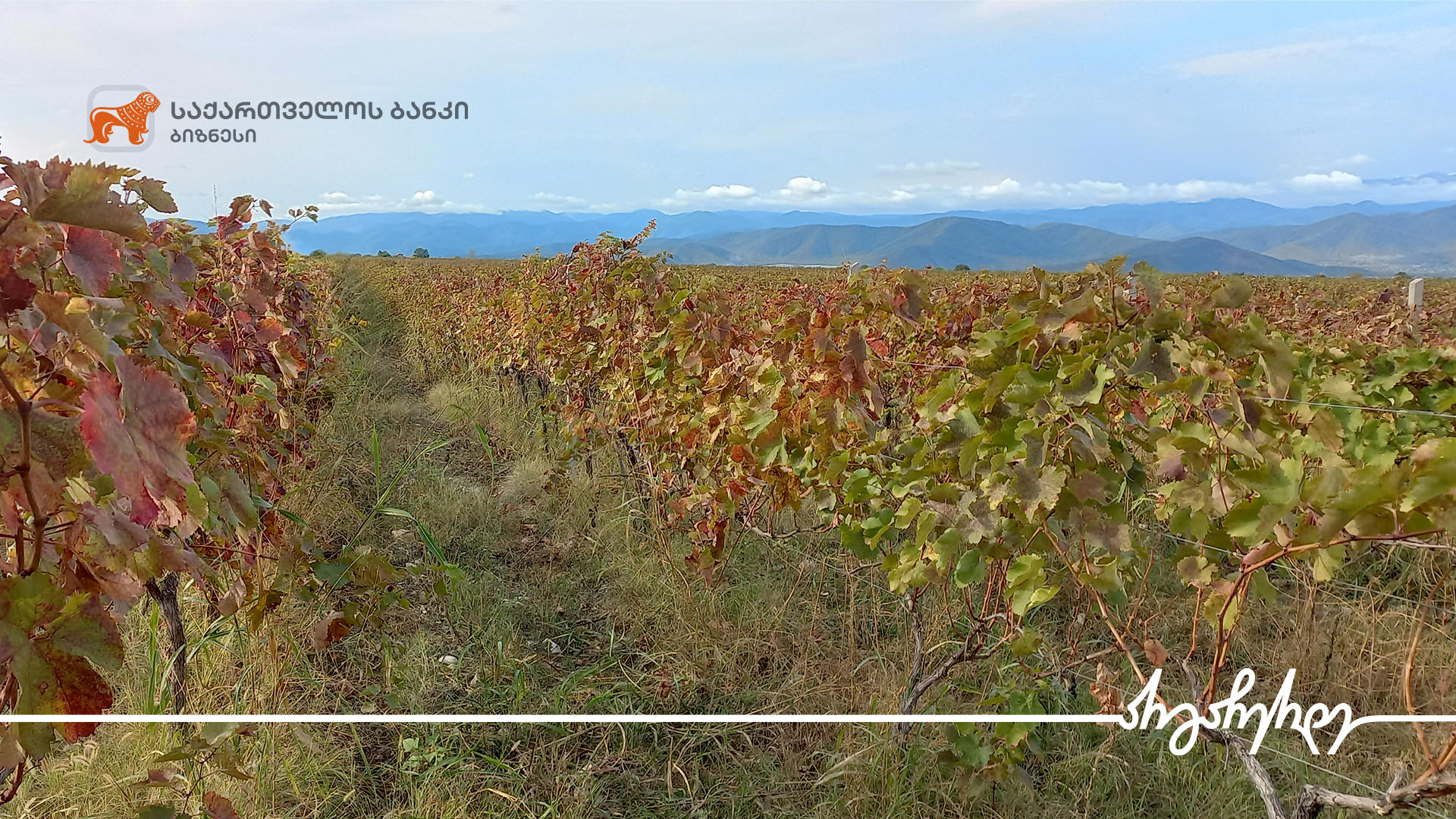 „საქართველოს ბანკის“ მხარდაჭერით ახმეტაში 25 ჰექტარზე ვენახი გაშენდა