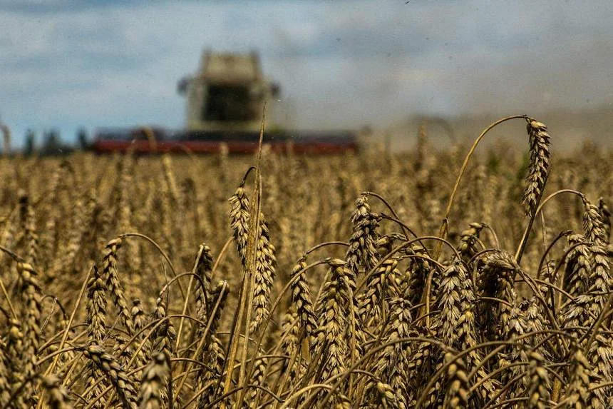 პოლონეთი და უნგრეთი უკრაინიდან მარცვლეულის იმპორტს კრძალავენ